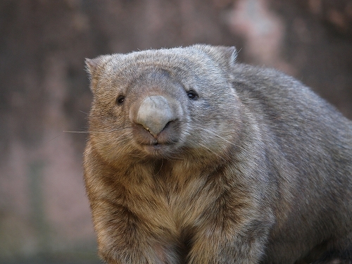 Wombat | Fat animals | Pinterest | Wombat
